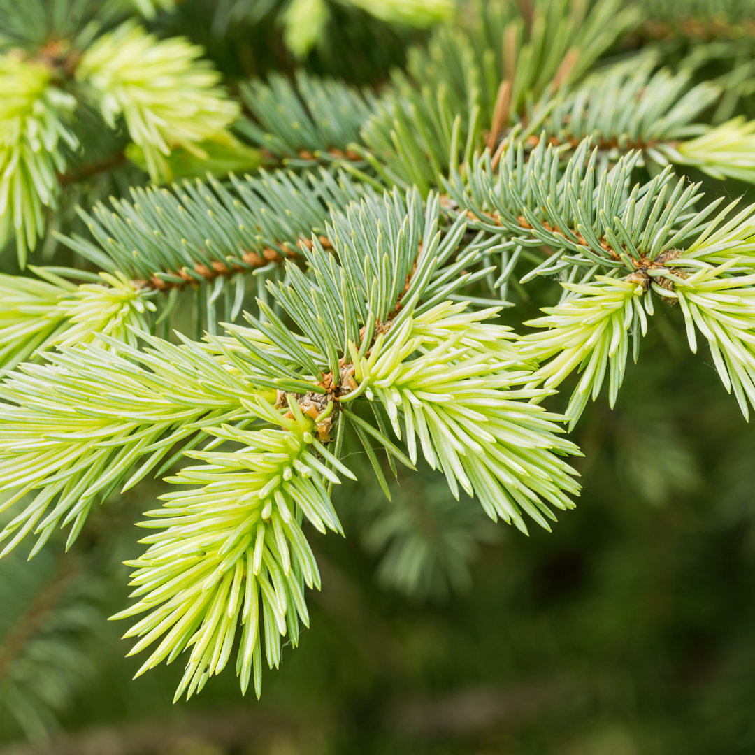 Fir Needle Hydrosol – My Store