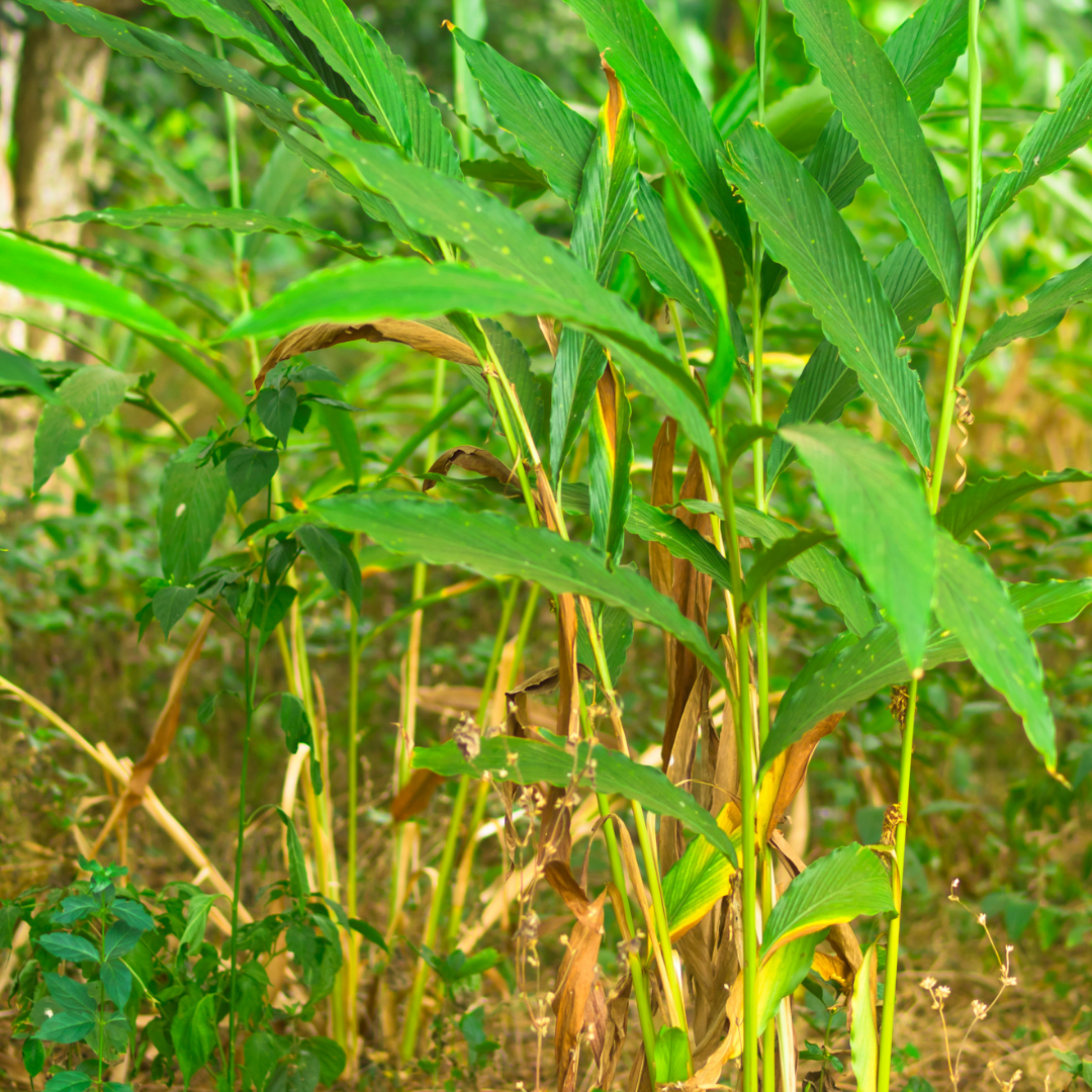 Ginger Grass Hydrosol – My Store
