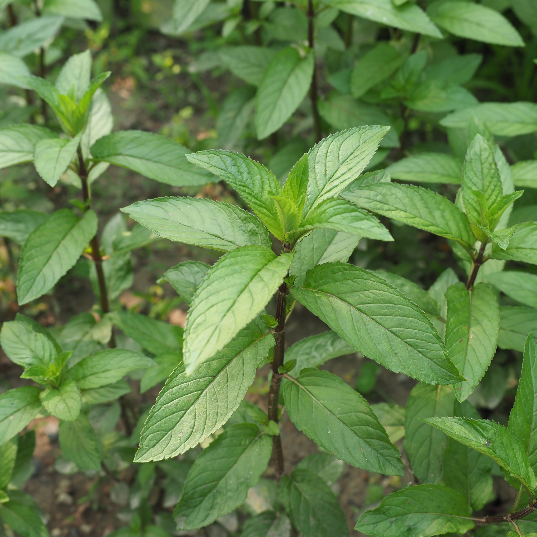 Mentha Piperata Oil (Mentha Piperita) – My Store